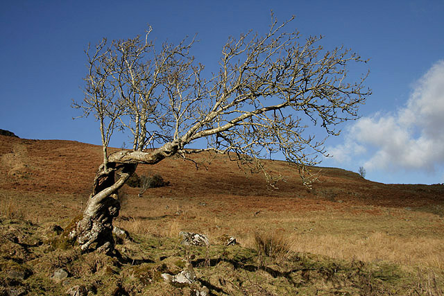 The Great Fire of San Francisco 1851 and My Twisted Family Tree ...